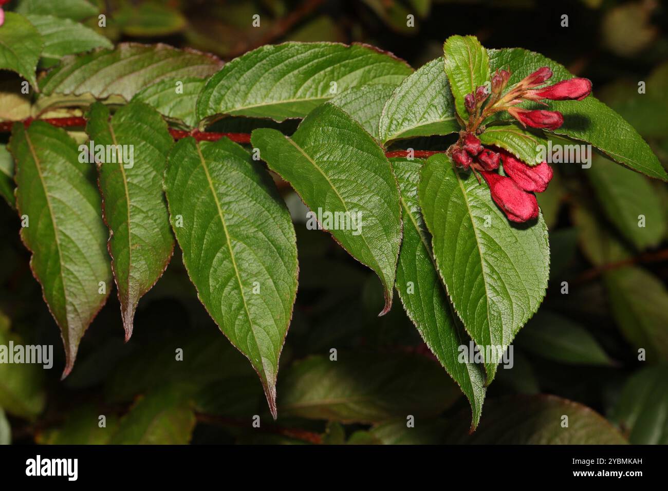 Old Fashioned Weigela (Weigela florida) Plantae Stock Photo - Alamy