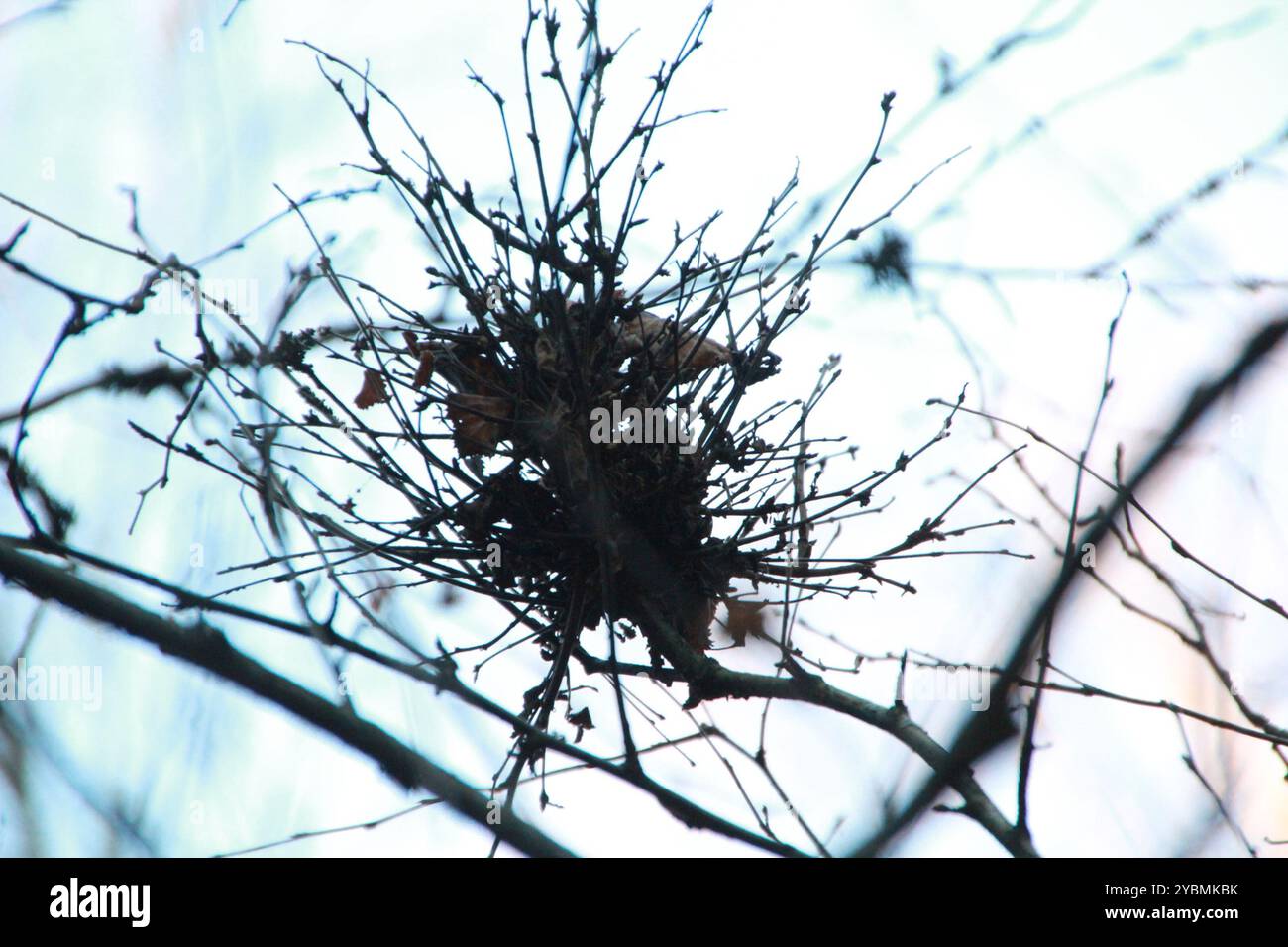 Birch Witch's-broom (Taphrina betulina) Fungi Stock Photo - Alamy