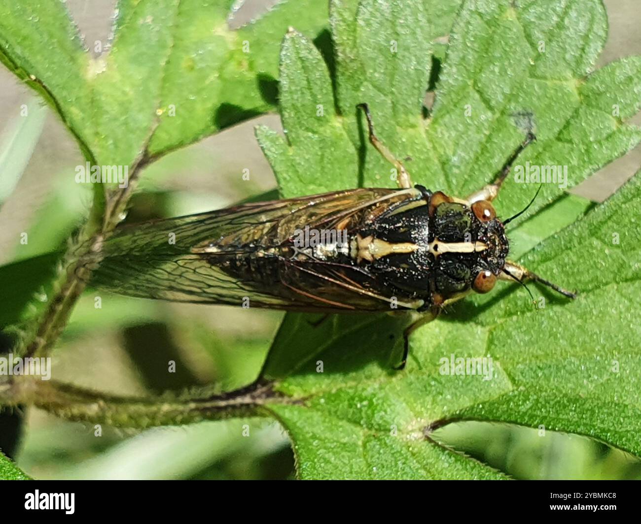 Cicada muta hi-res stock photography and images - Alamy