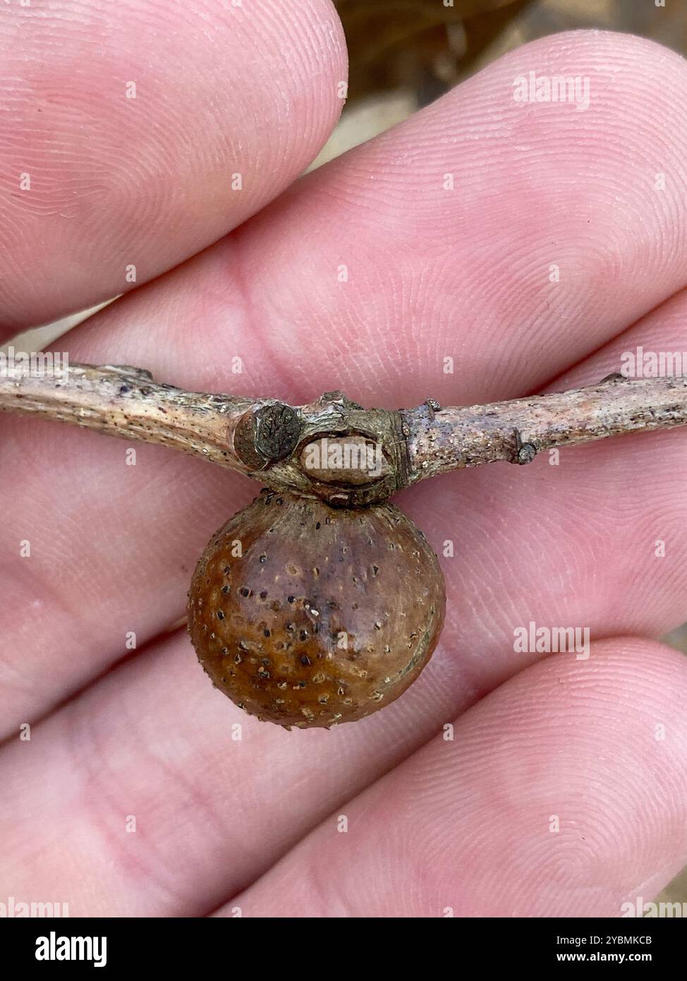 Round Bullet Gall Wasp (Disholcaspis quercusglobulus) Insecta Stock ...