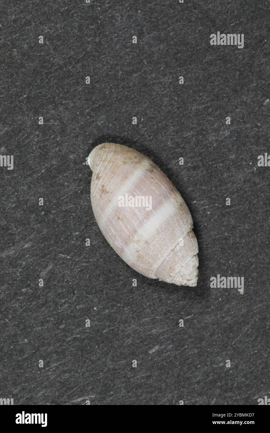 Beerbarrel Shell (Acteon tornatilis) Mollusca Stock Photo - Alamy