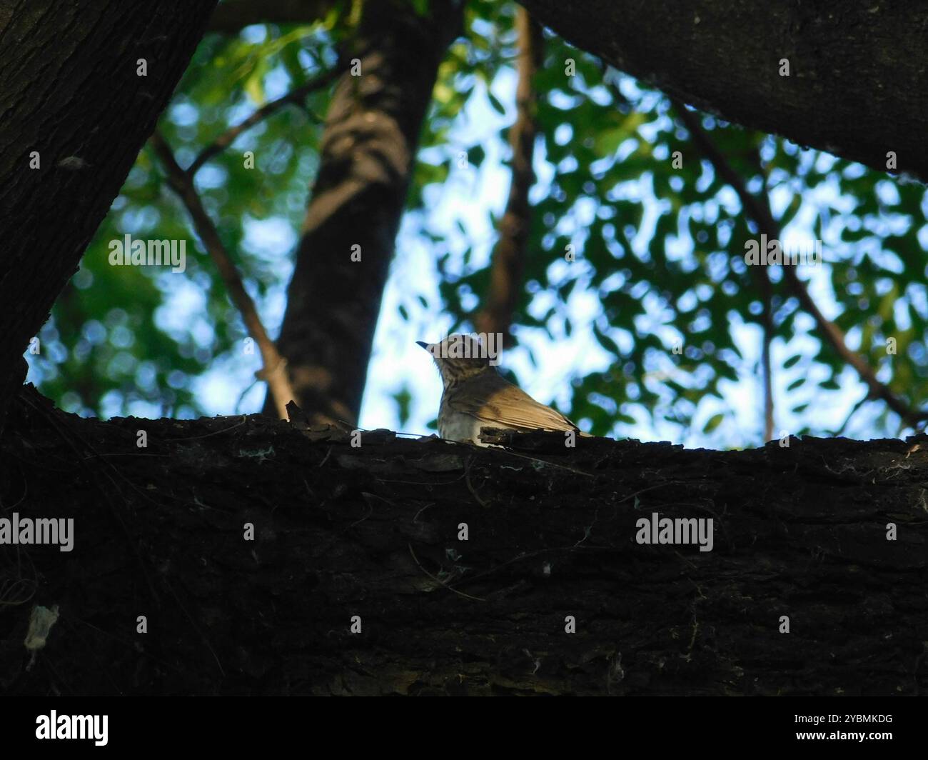 Swainson's Thrush (Catharus ustulatus) Aves Stock Photo - Alamy