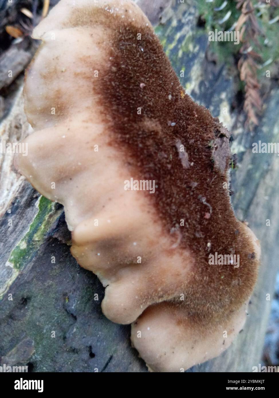 bear lentinus (Lentinellus ursinus) Fungi Stock Photo - Alamy