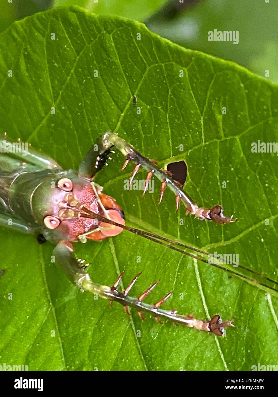 (Cerberodon viridis) Insecta Stock Photo - Alamy