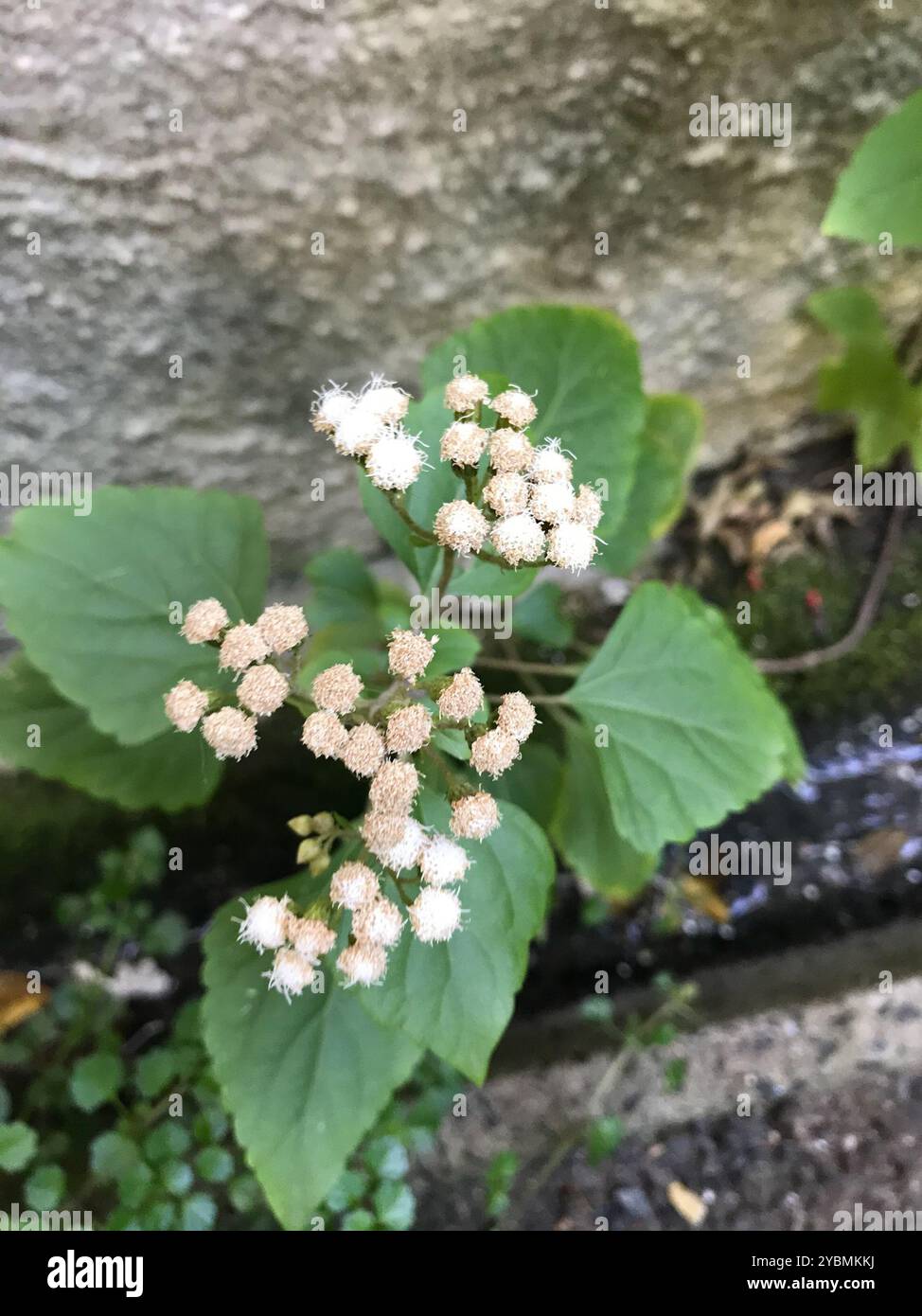 Crofton Weed (Ageratina adenophora) Plantae Stock Photo - Alamy