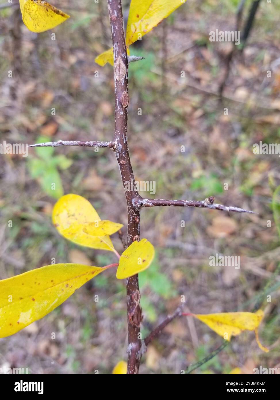 Gum bumelia (Sideroxylon lanuginosum) Plantae Stock Photo - Alamy