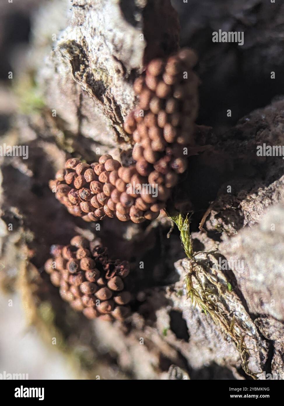 Wasp's Nest Slime Mold (Metatrichia vesparia) Protozoa Stock Photo - Alamy