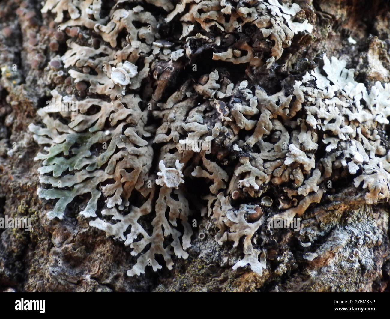 (Physconia distorta) Fungi Stock Photo - Alamy