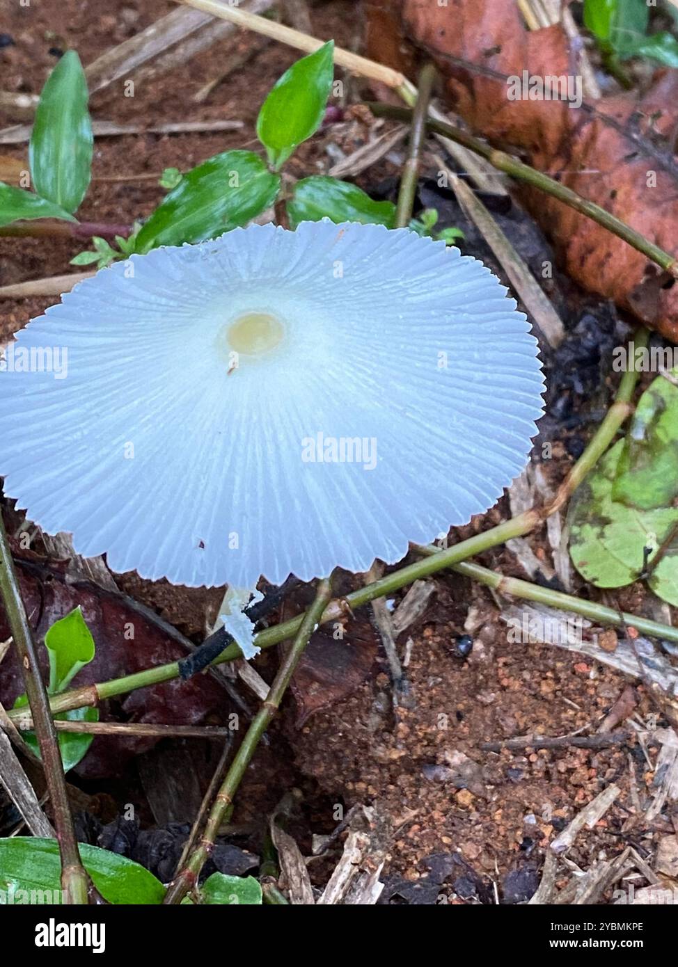 Fragile Dapperling (Leucocoprinus fragilissimus) Fungi Stock Photo - Alamy
