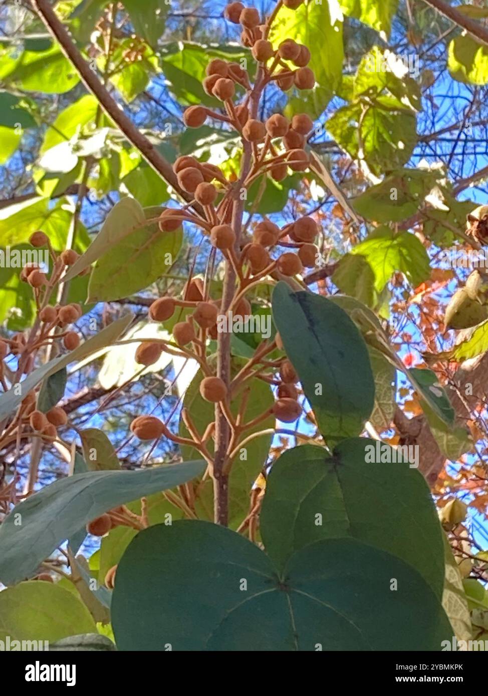 princess tree (Paulownia tomentosa) Plantae Stock Photo - Alamy