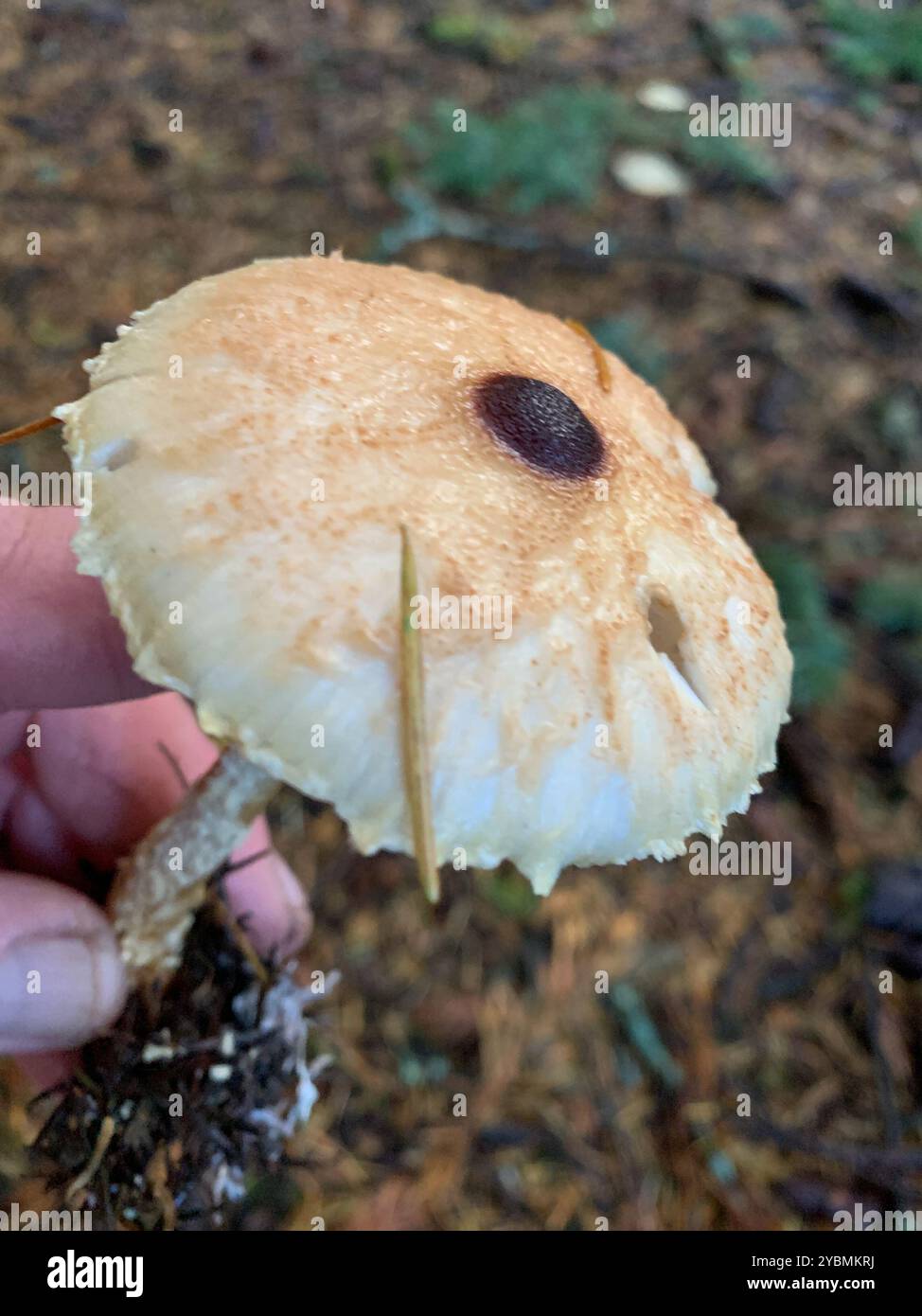 yellowfoot dapperling (Lepiota magnispora) Fungi Stock Photo - Alamy