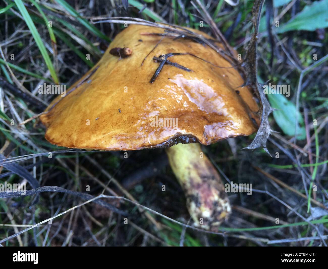 Slippery Jacks (Suillus) Fungi Stock Photo - Alamy