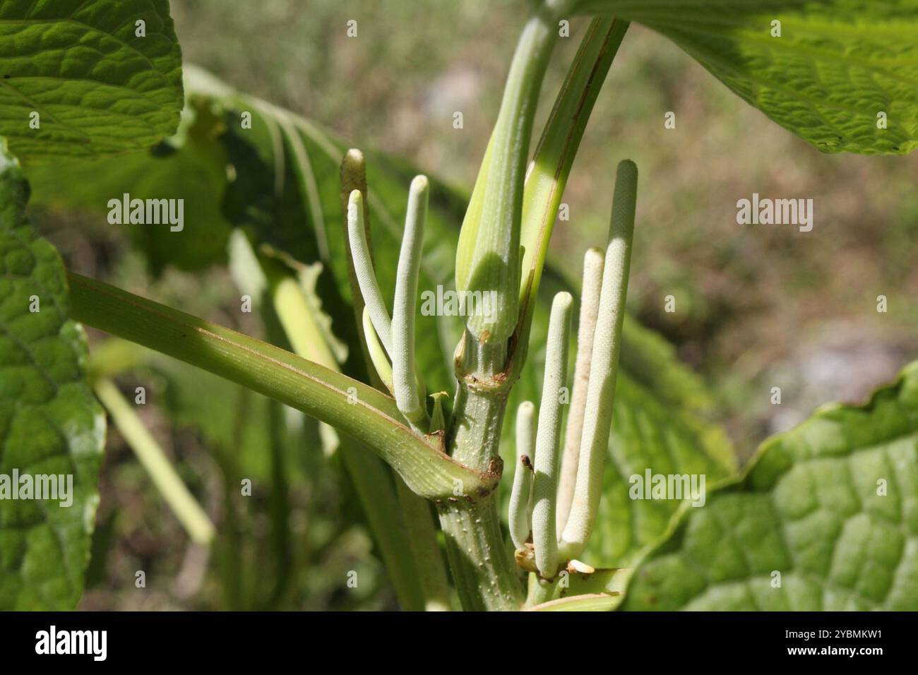 pariparoba (Piper umbellatum) Plantae Stock Photo - Alamy