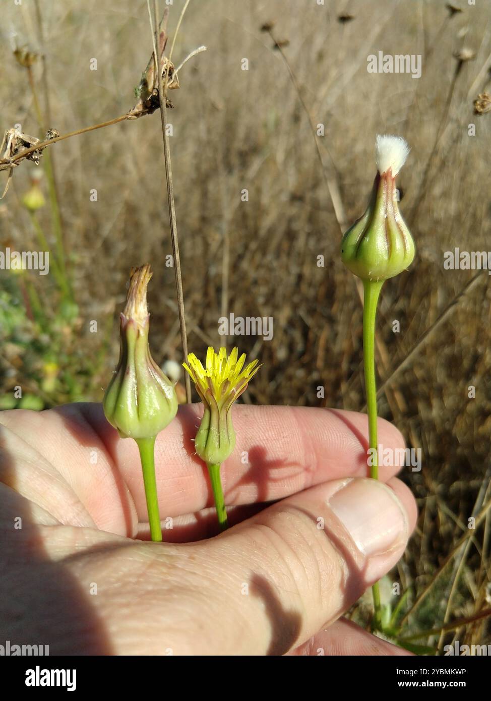 False Hawkbit (Urospermum picroides) Plantae Stock Photo - Alamy