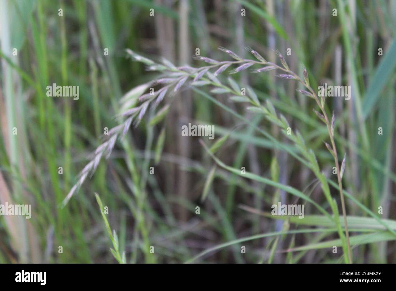 Italian Ryegrass (Lolium multiflorum) Plantae Stock Photo - Alamy