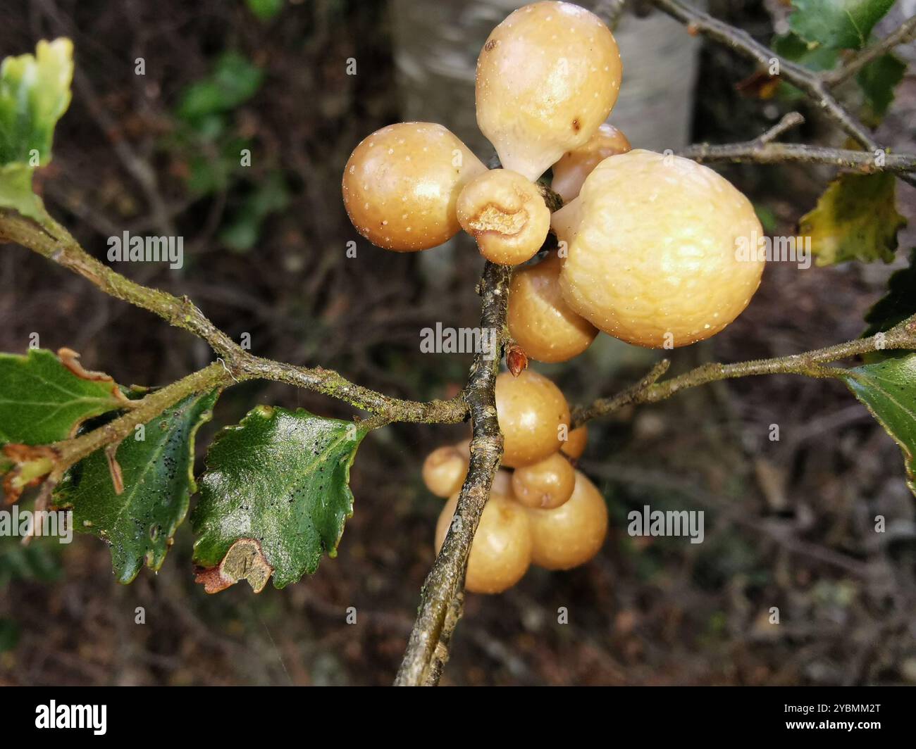 beech orange (Cyttaria gunnii) Fungi Stock Photo - Alamy