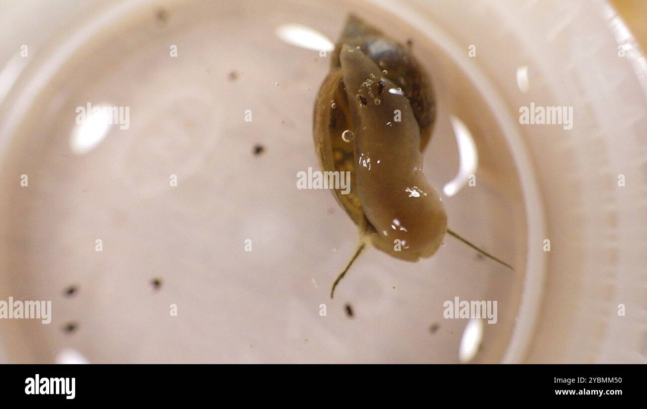 Bladder Snails (Physidae) Mollusca Stock Photo - Alamy