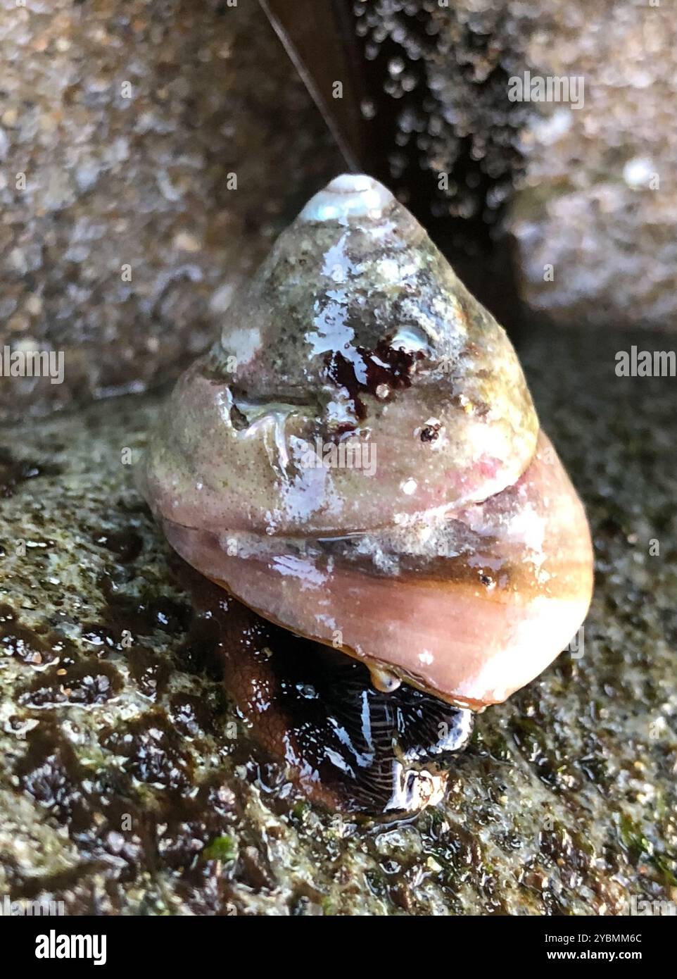 Brown Tegula (Tegula brunnea) Mollusca Stock Photo - Alamy