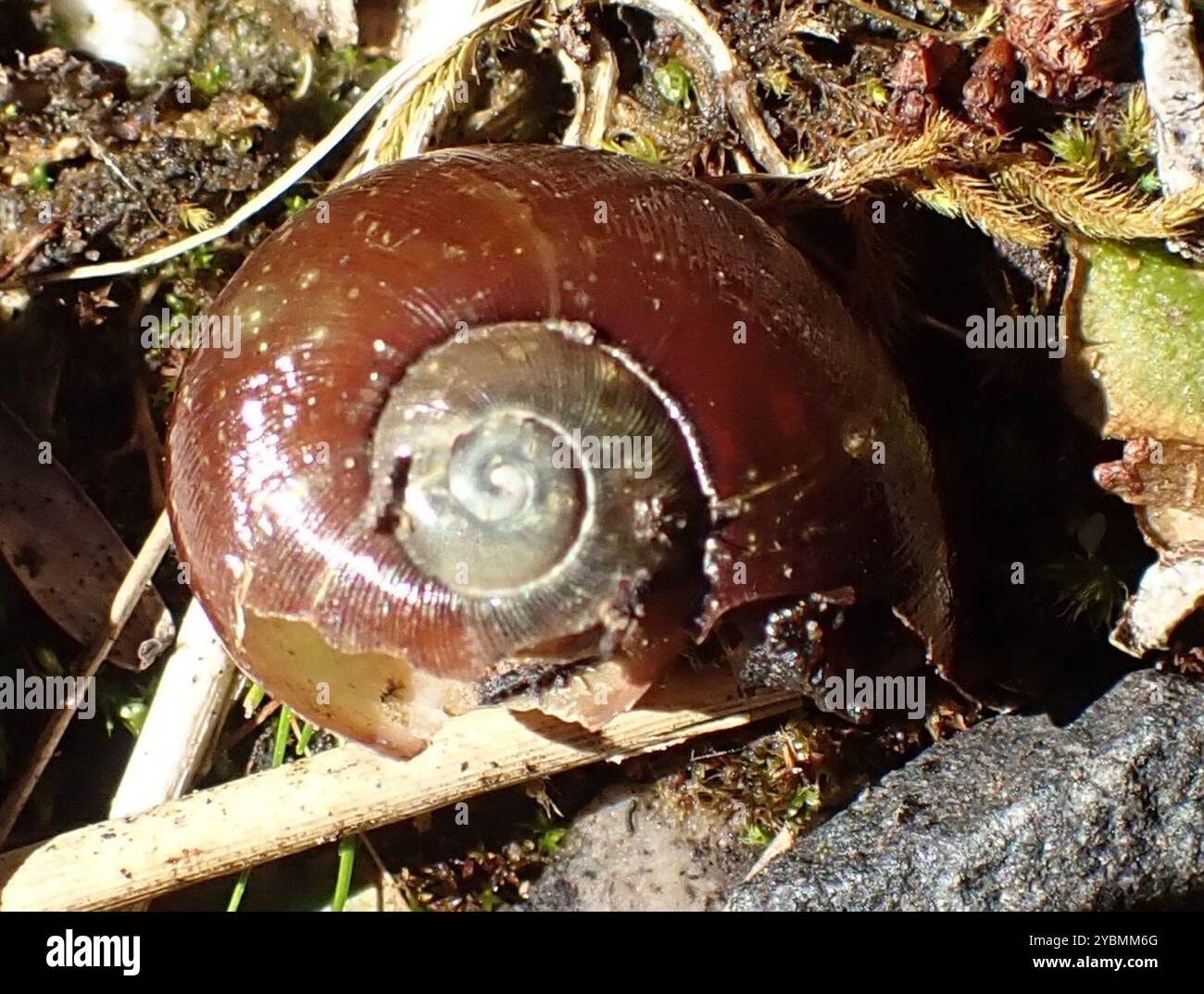 North Tasmanian Black Snail (Victaphanta lampra) Mollusca Stock Photo ...