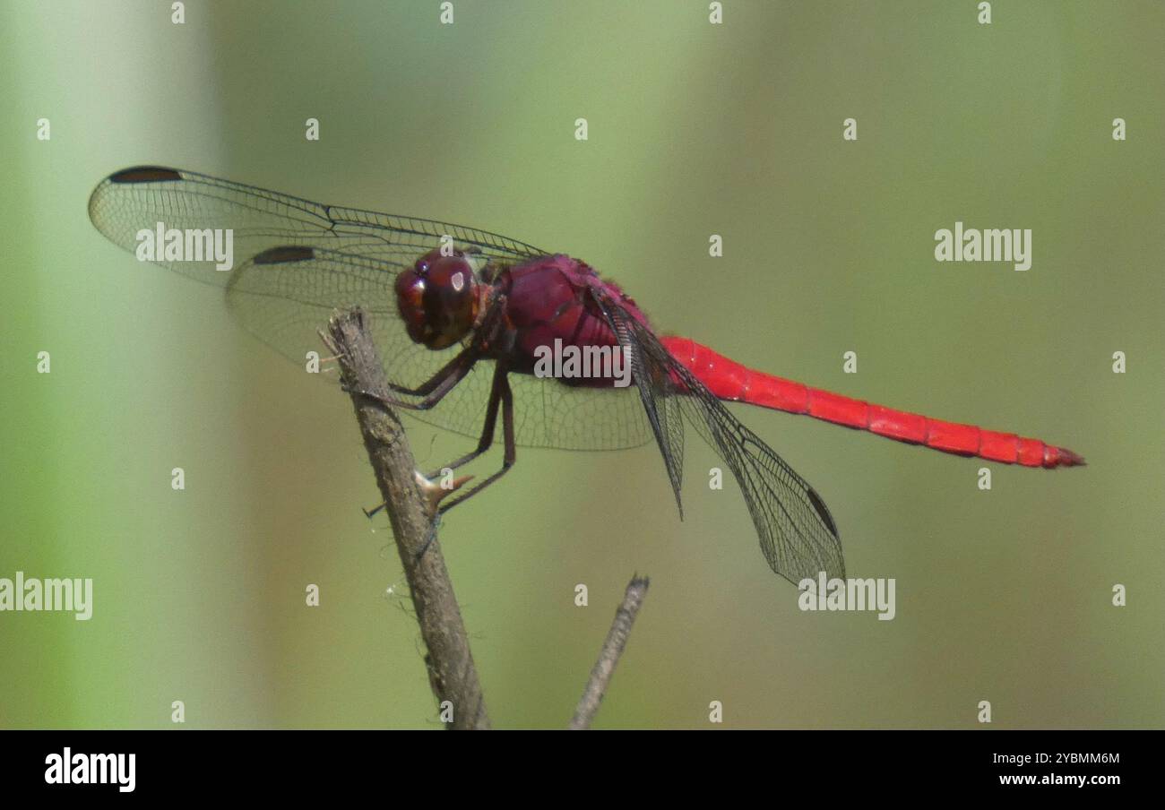 Red tailed skimmer hi-res stock photography and images - Alamy