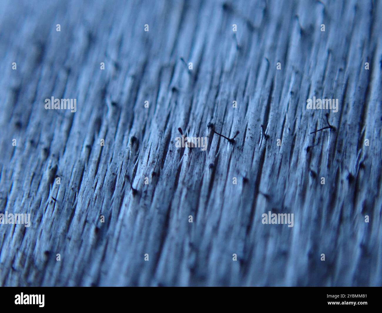 Snag Pin (Mycocalicium subtile) Fungi Stock Photo - Alamy