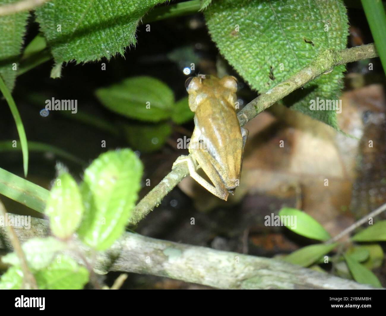 Semi-lined Tree Frog (Boana semilineata) Amphibia Stock Photo - Alamy