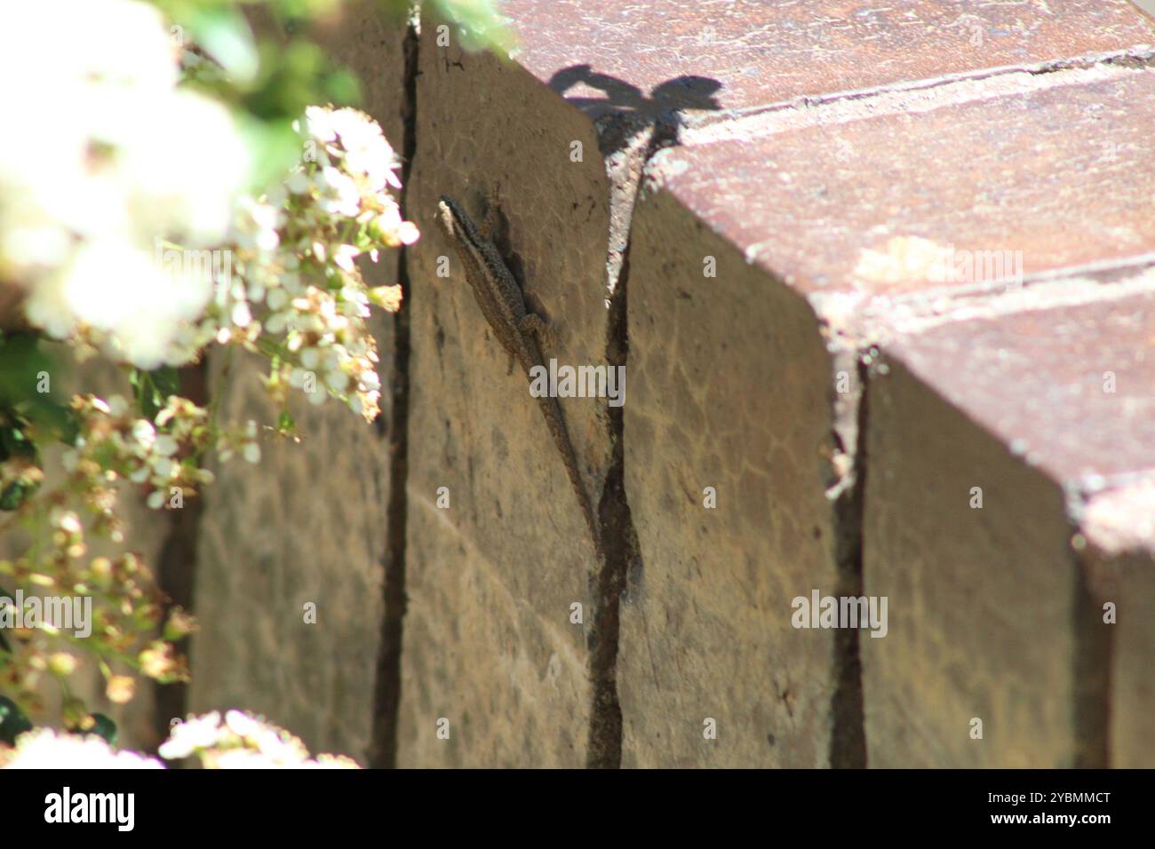 Common Dwarf Gecko (Lygodactylus capensis) Reptilia Stock Photo - Alamy