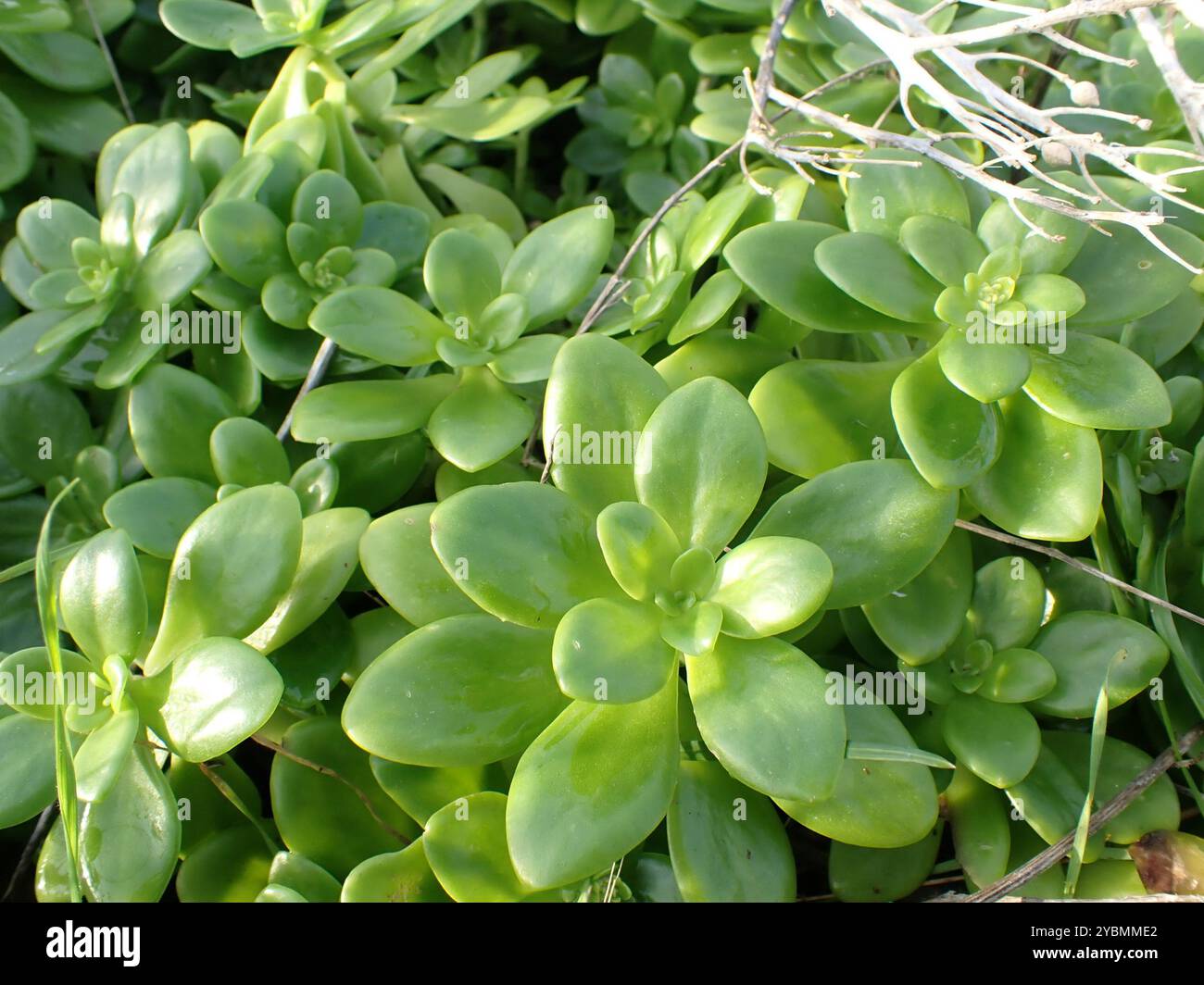 Lesser Mexican-stonecrop (Sedum confusum) Plantae Stock Photo - Alamy