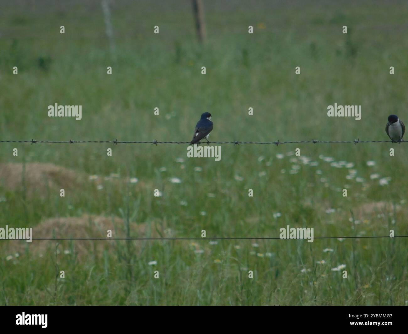 Leucorrhoa hi-res stock photography and images - Alamy