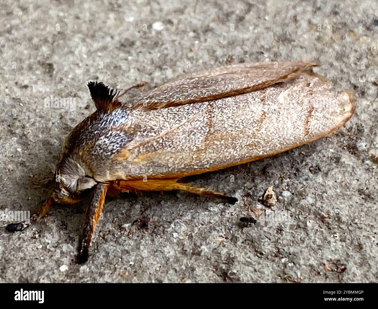 Curved-horn Moths (Gelechioidea) Insecta Stock Photo - Alamy
