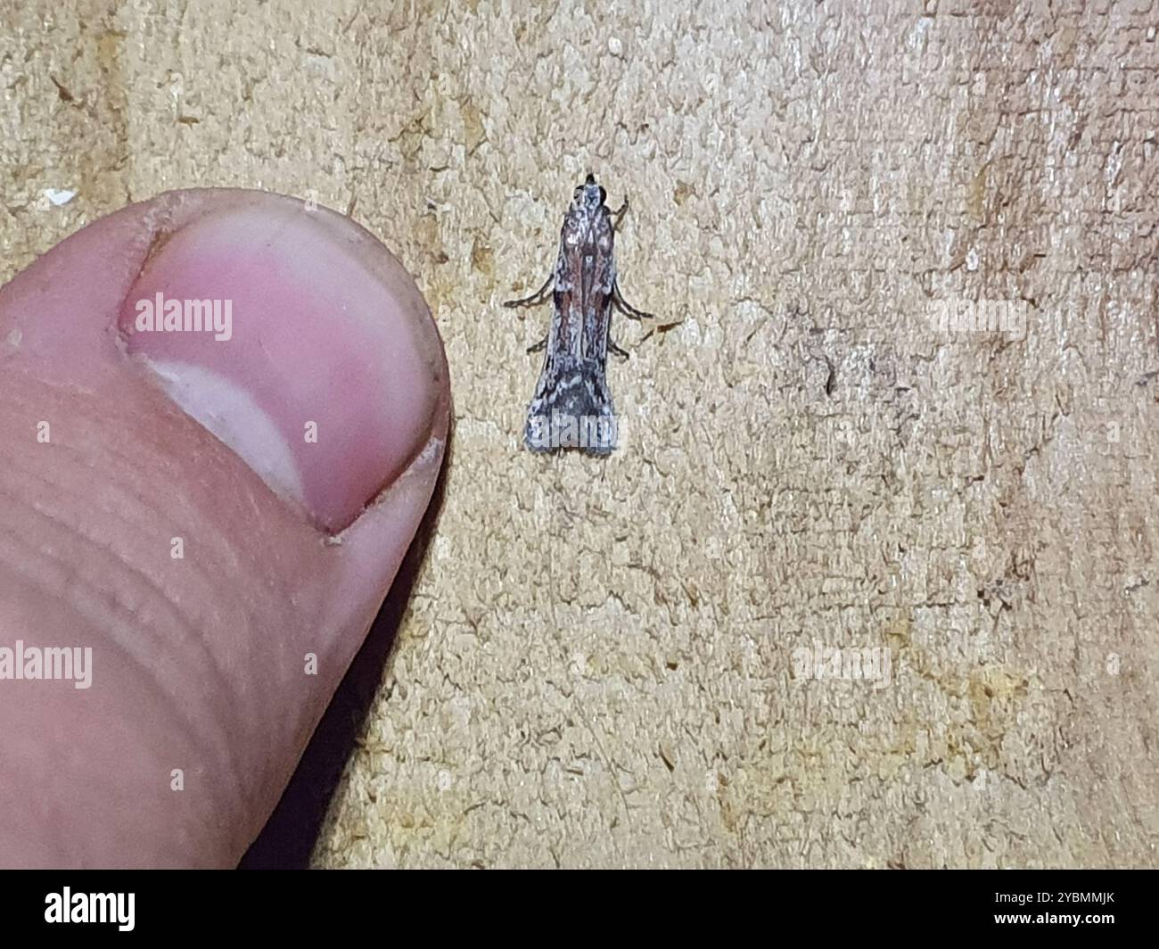 Senecio blue stem borer (Patagoniodes farinaria) Insecta Stock Photo ...