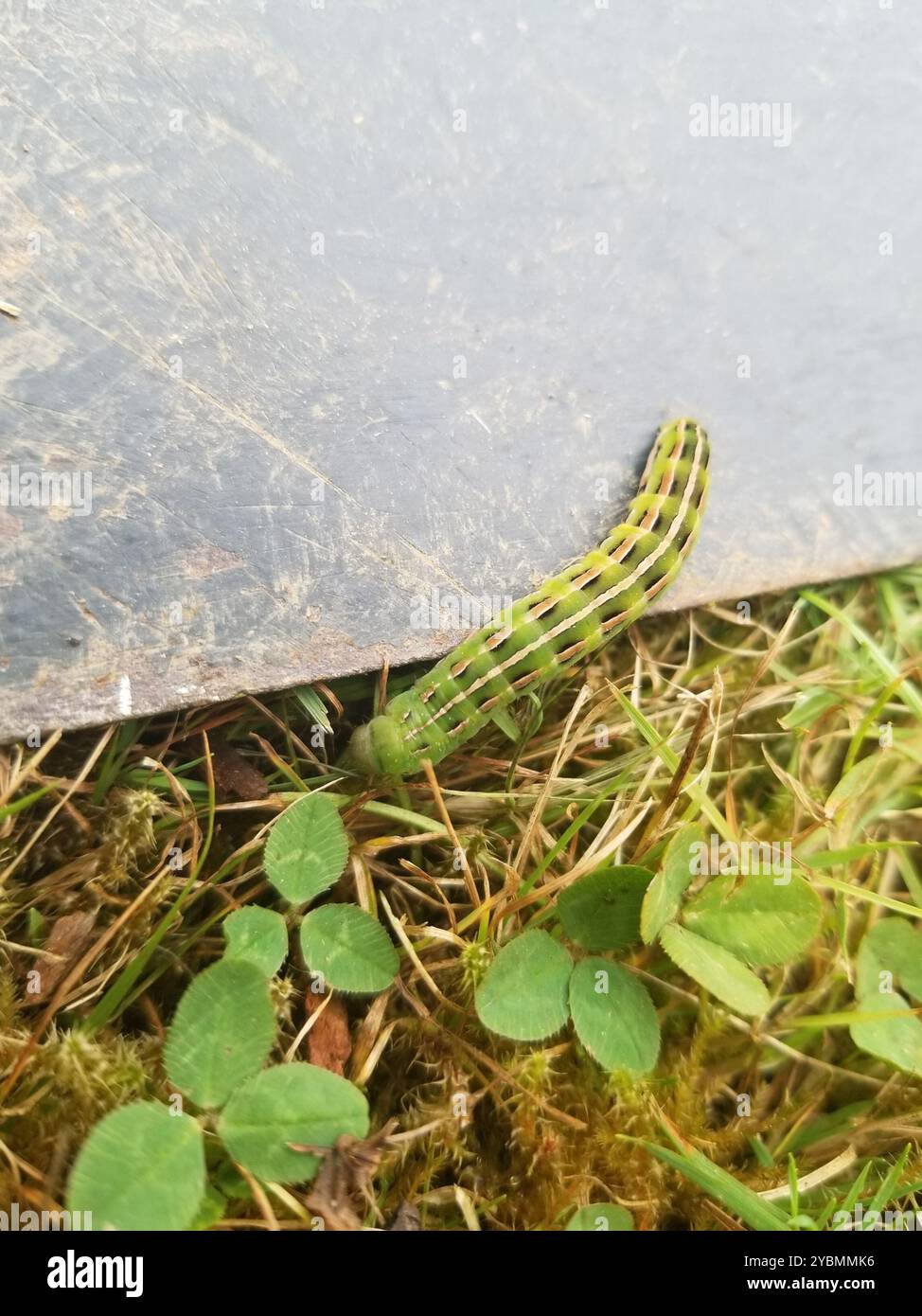 Girdler Moth (Dargida procinctus) Insecta Stock Photo - Alamy