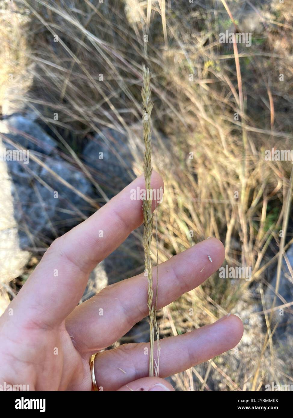 meadow dropseed (Sporobolus compositus drummondii) Plantae Stock Photo ...