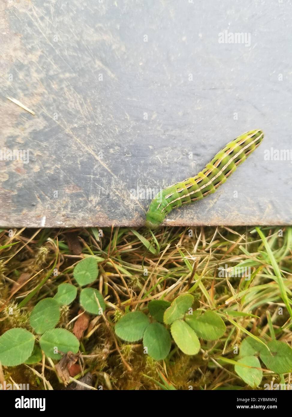 Girdler Moth (Dargida procinctus) Insecta Stock Photo - Alamy