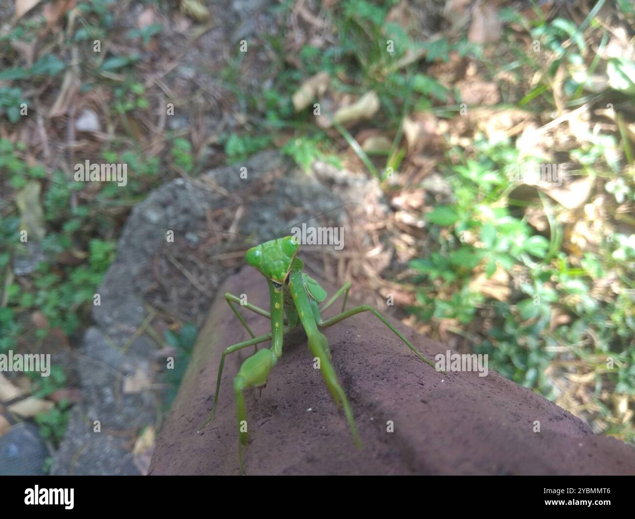 Giant Asian Mantis (Hierodula patellifera) Insecta Stock Photo - Alamy
