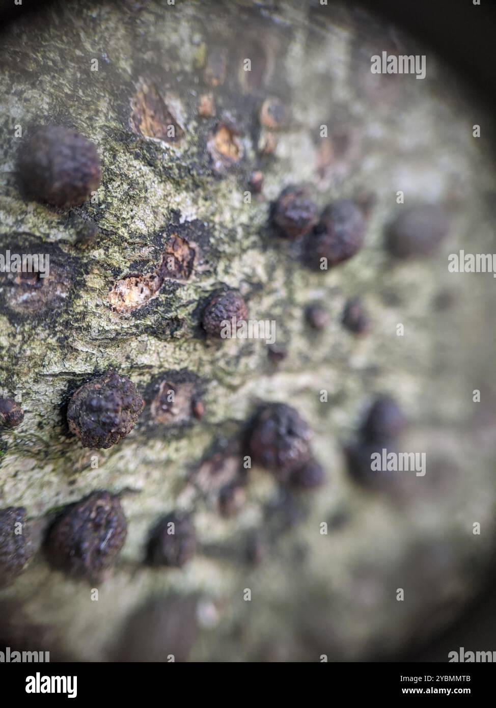 Beech Woodwart (Hypoxylon fragiforme) Fungi Stock Photo - Alamy