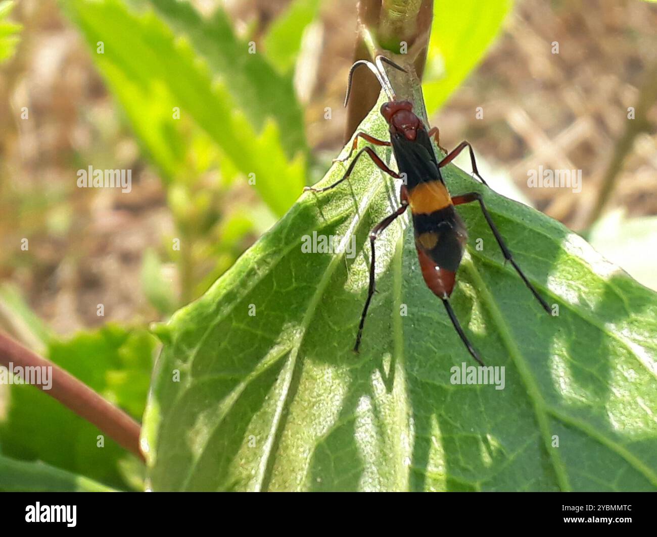 (Compsocryptus melanostigma) Insecta Stock Photo - Alamy