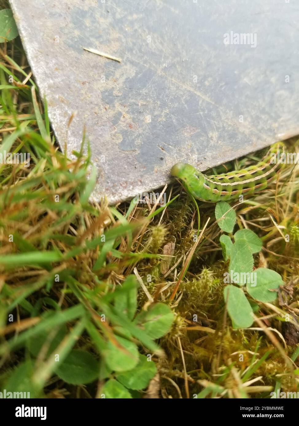 Girdler Moth (Dargida procinctus) Insecta Stock Photo - Alamy
