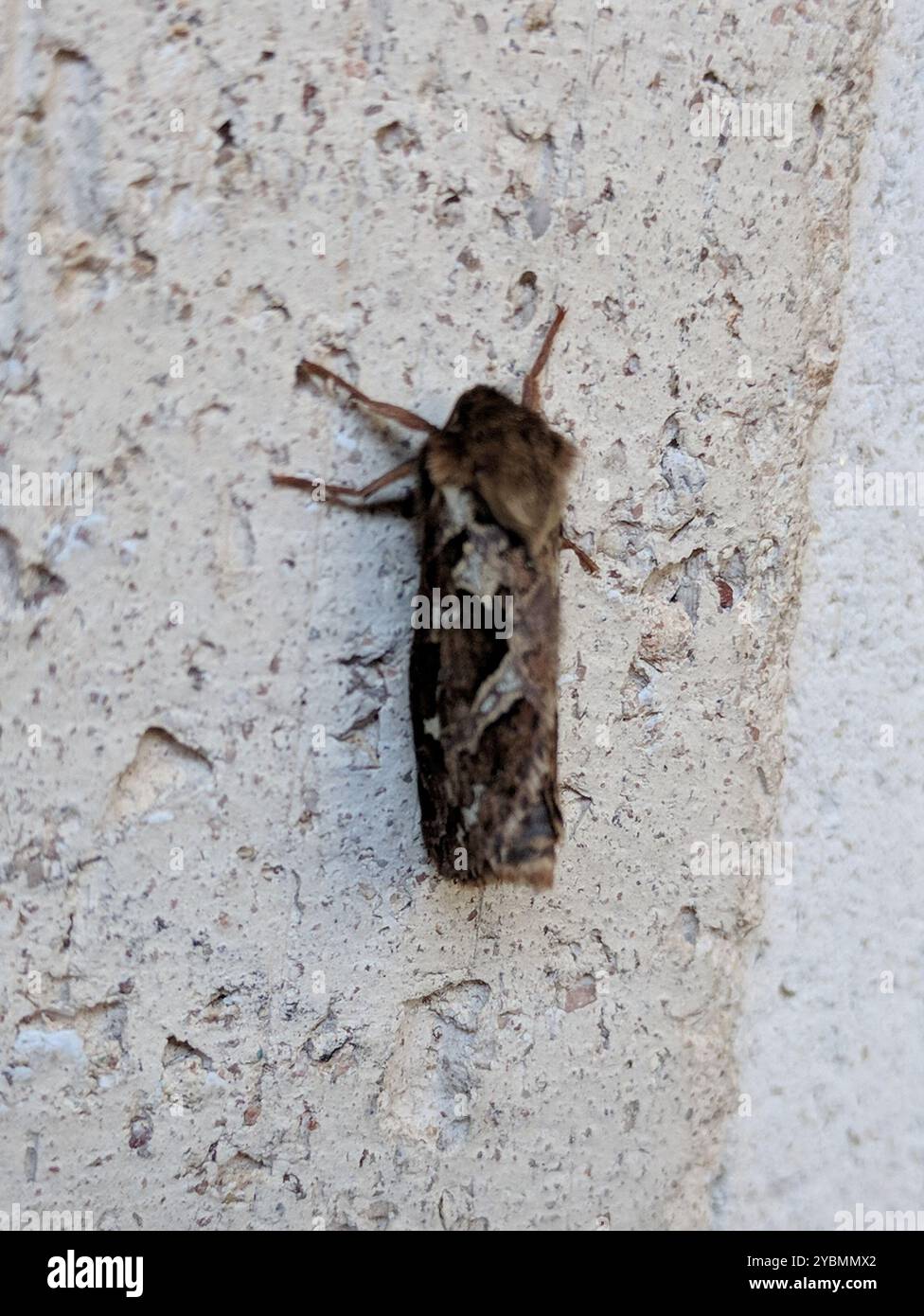 Map winged swift hi-res stock photography and images - Alamy