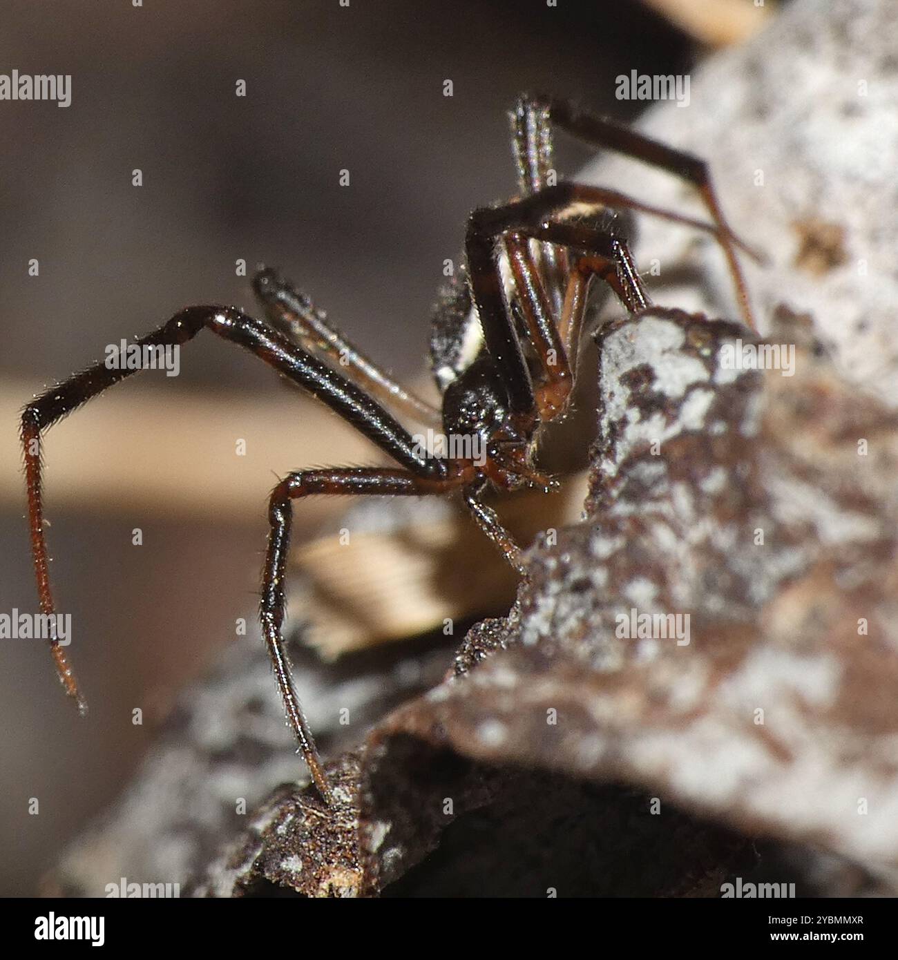 Spiders (Araneae) Arachnida Stock Photo - Alamy