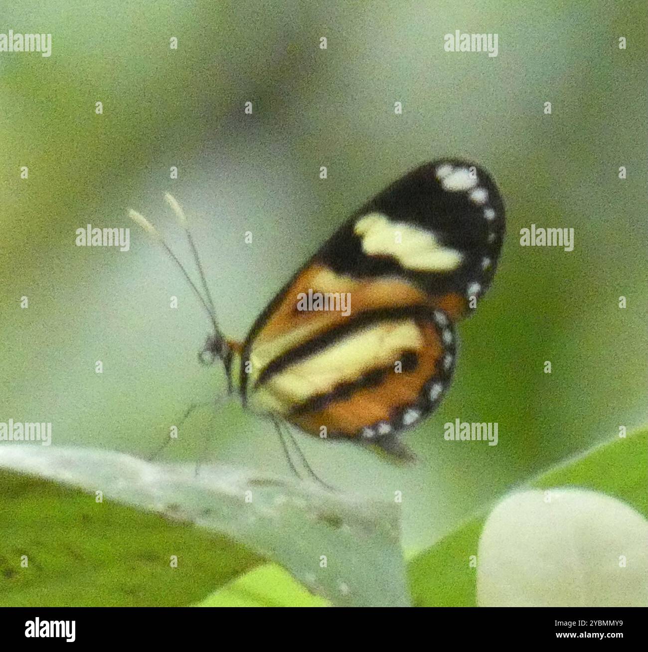 Clearwings and Tigerwings (Ithomiini) Insecta Stock Photo - Alamy