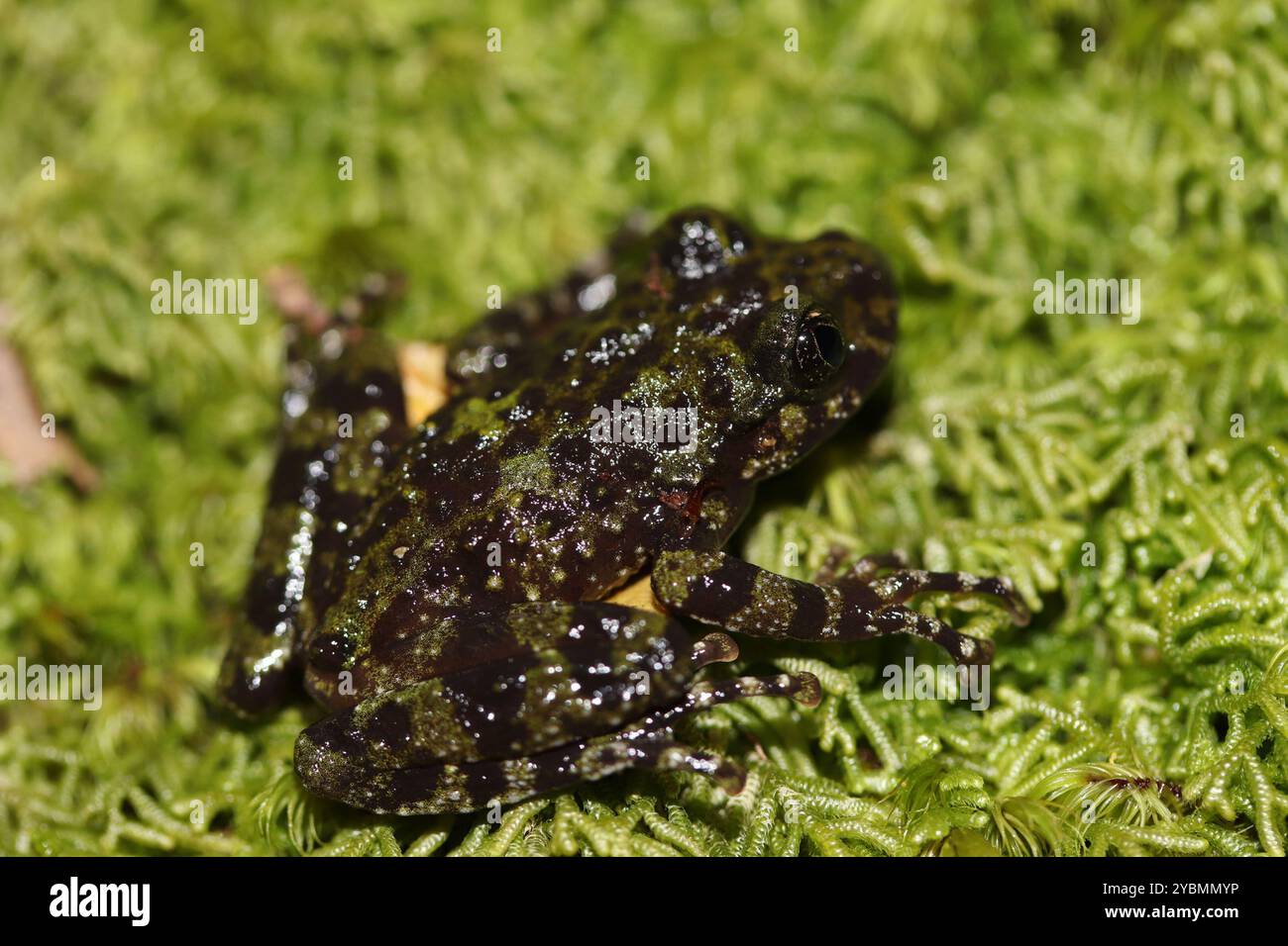 Table Mountain Ghost Frog (Heleophryne rosei) Amphibia Stock Photo - Alamy