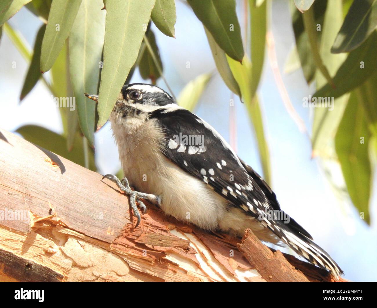 Downy Woodpecker (Dryobates pubescens) Aves Stock Photo - Alamy