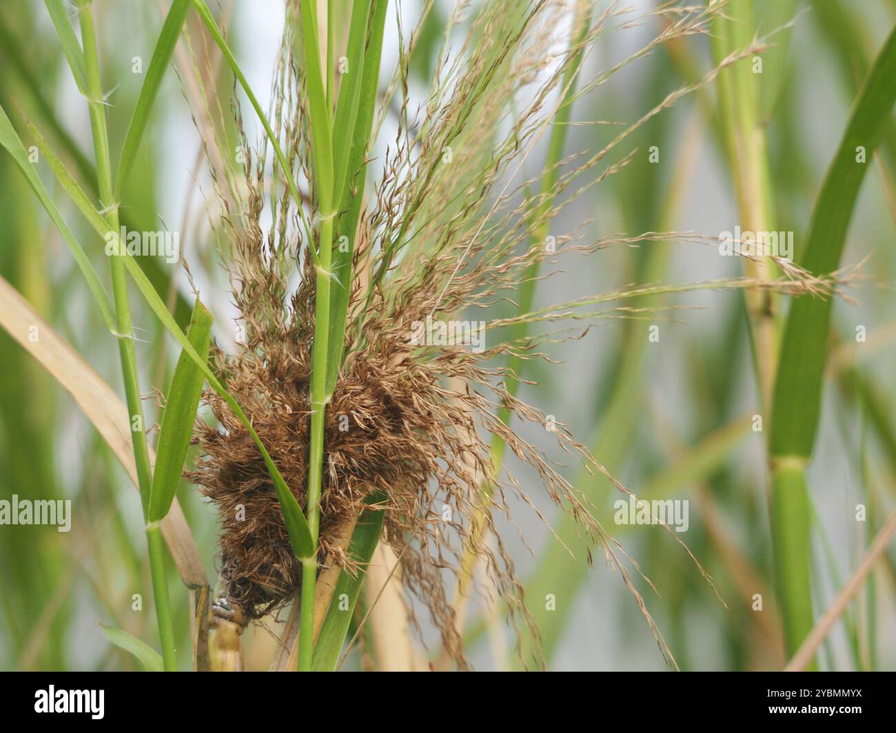 Tall Reed (Phragmites karka) Plantae Stock Photo - Alamy