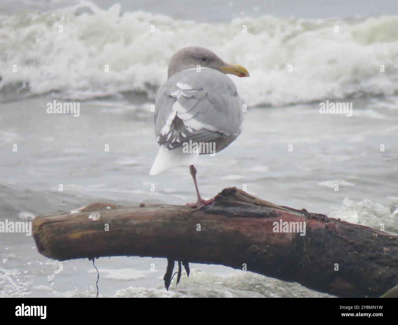 Olympic Gull (Larus glaucescens × occidentalis) Aves Stock Photo - Alamy