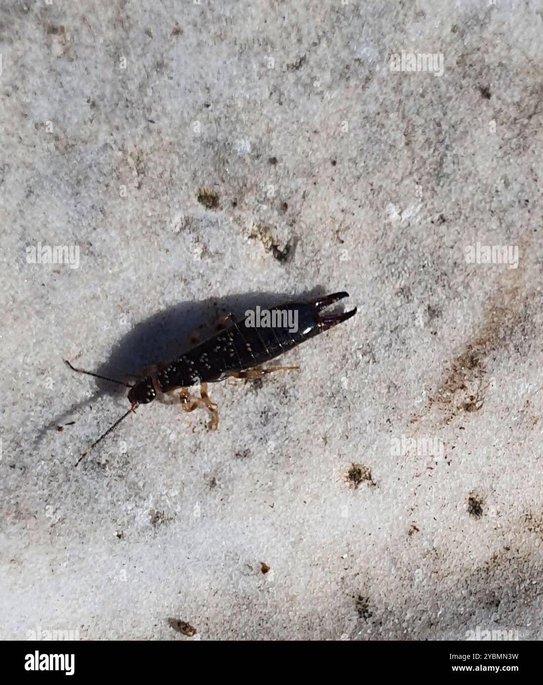 Euborellia annulipes hi-res stock photography and images - Alamy