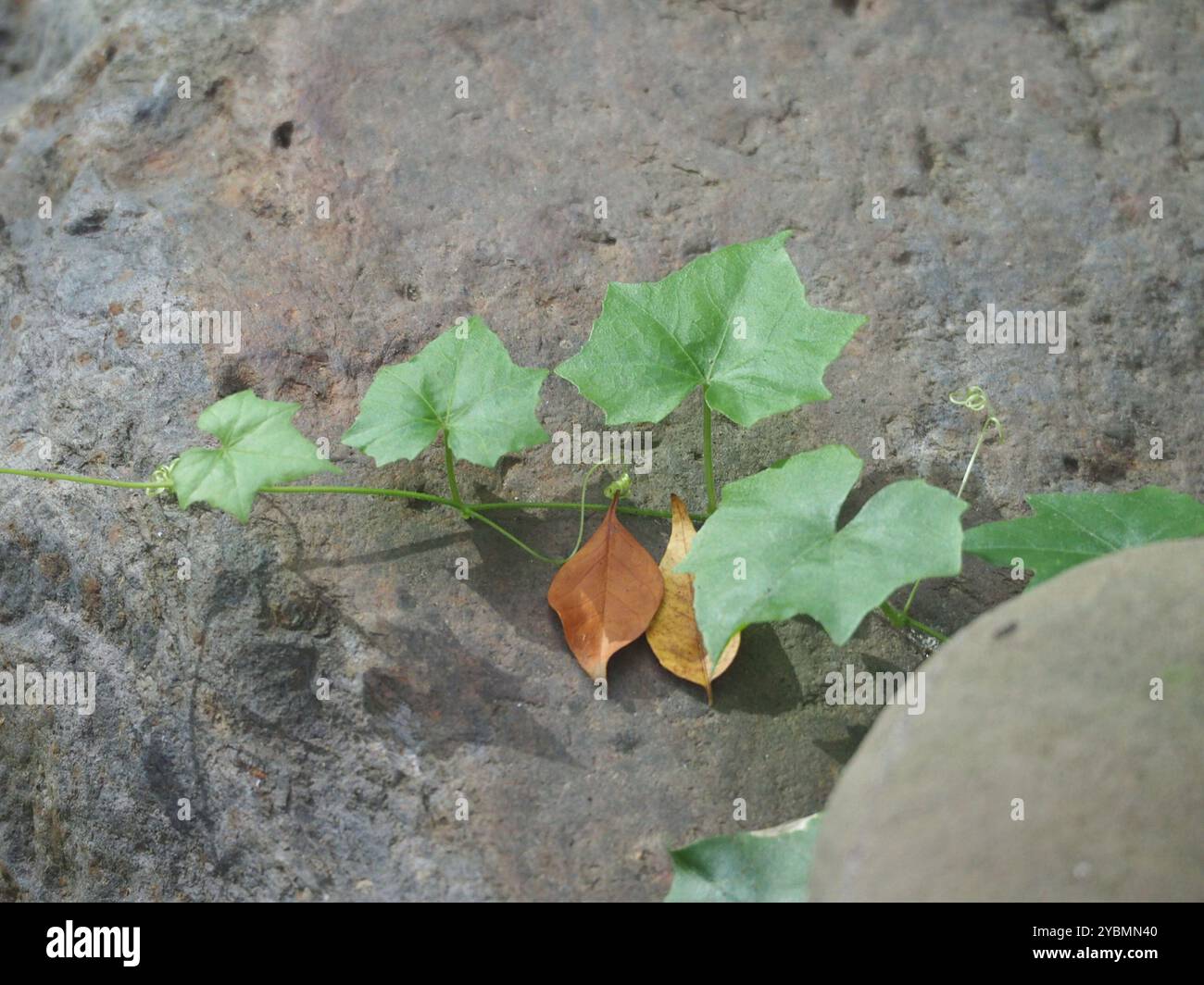 creeping cucumber (Melothria pendula) Plantae Stock Photo - Alamy