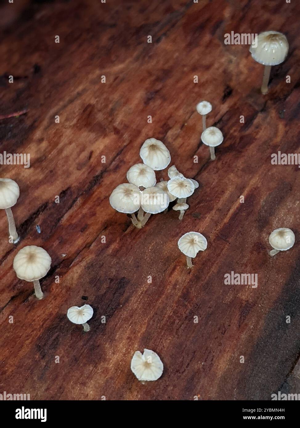 Phloeomana hi-res stock photography and images - Alamy