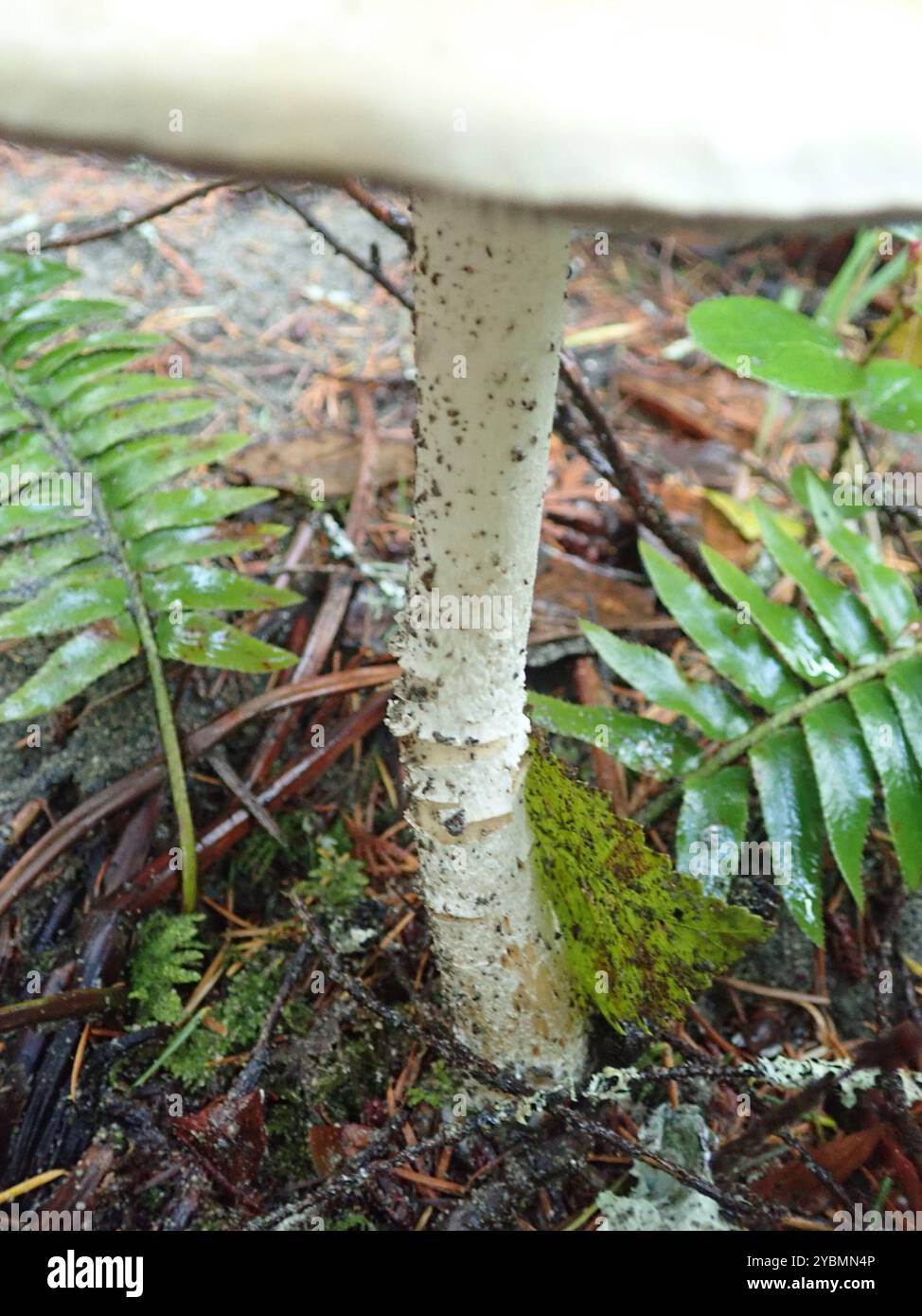 Questionable Stropharia (Stropharia ambigua) Fungi Stock Photo - Alamy