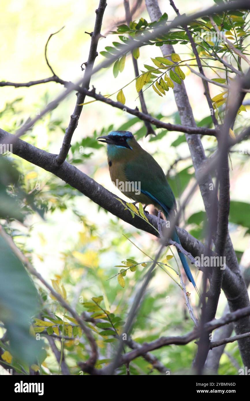 Lesson's Motmot (Momotus lessonii) Aves Stock Photo - Alamy